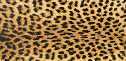 Free Animal Print Wallpapers for PC - How to Install on Windows PC, Mac