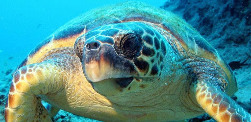 live sea turtle wallpaper for PC - How to Install on Windows PC, Mac