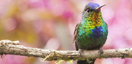 live wallpaper hummingbird for PC - How to Install on Windows PC, Mac