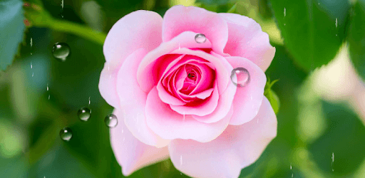 Roses Wallpaper for PC - How to Install on Windows PC, Mac