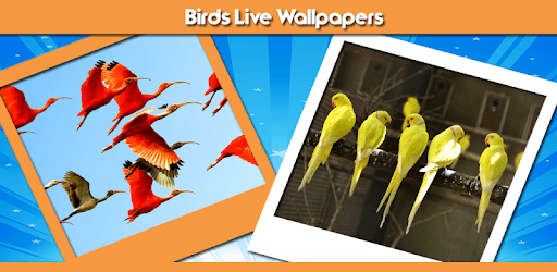 Birds Live Wallpapers for PC - How to Install on Windows PC, Mac