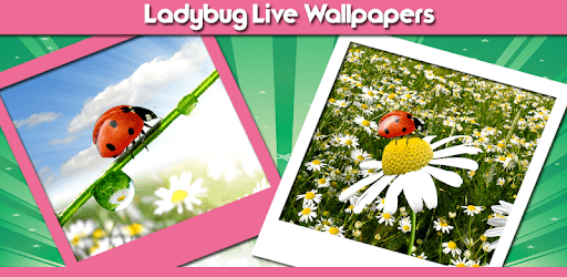 Ladybug Live Wallpapers for PC - How to Install on Windows PC, Mac