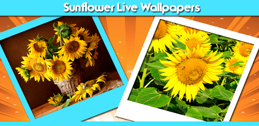 Sunflower Live Wallpapers APK Download For Free