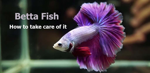 Betta Fish for PC - How to Install on Windows PC, Mac