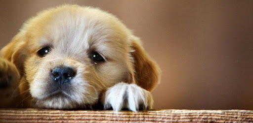 Animal World Dogs Themes for PC - How to Install on Windows PC, Mac