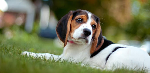 Pets Dogs Themes for PC - How to Install on Windows PC, Mac