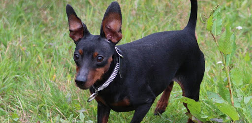 Miniature Pinscher Wallpaper for PC - How to Install on Windows PC, Mac