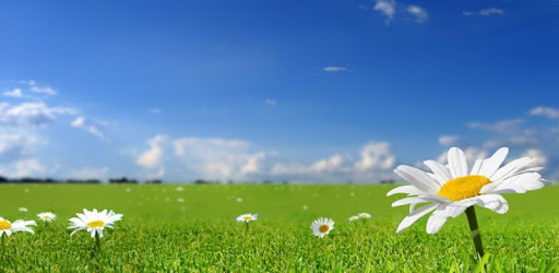 Daisy Live Wallpaper 4K for PC - How to Install on Windows PC, Mac