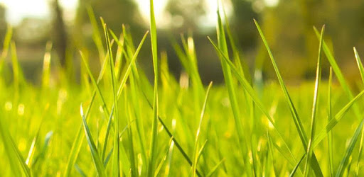 moving grass wallpaper for PC - How to Install on Windows PC, Mac