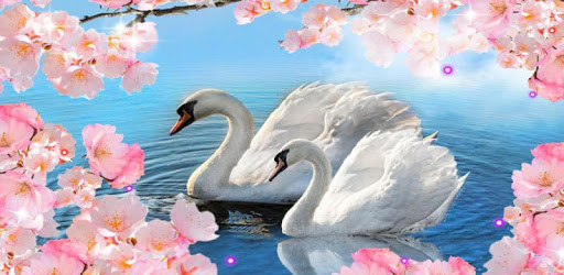 Spring Swans Love live wallpaper for PC - How to Install on Windows PC, Mac
