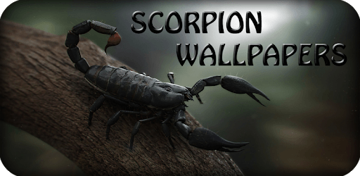 Scorpion HD Wallpaper APK Download For Free