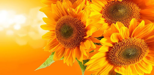 Sunflower Wallpaper HD for PC - How to Install on Windows PC, Mac