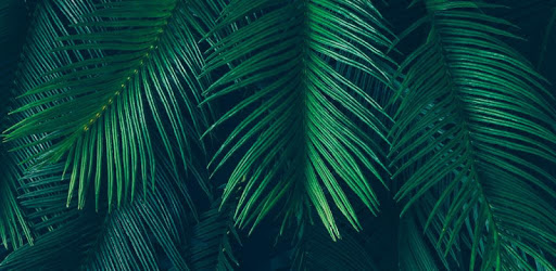 Word Vines for PC - How to Install on Windows PC, Mac