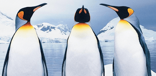 Penguin Wallpaper for PC - How to Install on Windows PC, Mac
