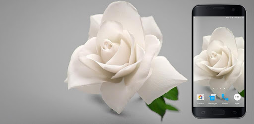 White Rose Live Wallpaper APK Download For Free
