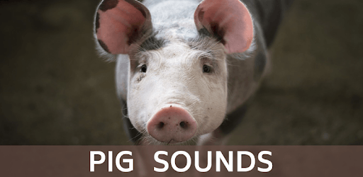 Pig Sounds APK Download For Free