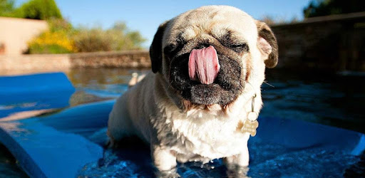pug licking wallpaper for PC - How to Install on Windows PC, Mac