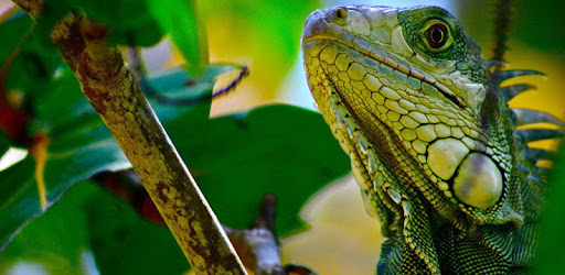 reptile wallpapers for PC - How to Install on Windows PC, Mac
