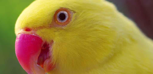 live parrot wallpaper for PC - How to Install on Windows PC, Mac