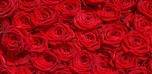 Roses Wallpapers for Chat for PC - How to Install on Windows PC, Mac