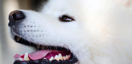 Samoyed Wallpaper for PC - How to Install on Windows PC, Mac
