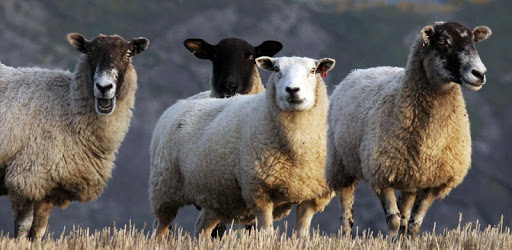 Sheep Wallpaper for PC - How to Install on Windows PC, Mac