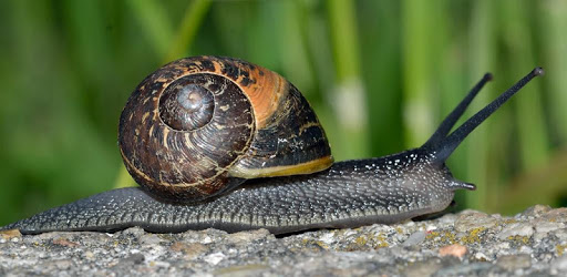 Snail Wallpaper for PC - How to Install on Windows PC, Mac