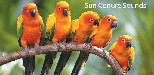 Sun conure bird sounds for PC - How to Install on Windows PC, Mac