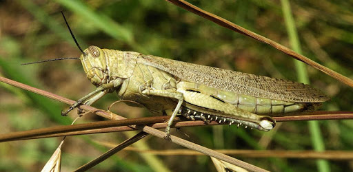 Locust & Grasshopper sounds for PC - How to Install on Windows PC, Mac