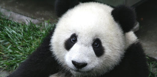 Panda Sounds for PC - How to Install on Windows PC, Mac