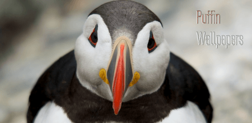 Puffin Wallpapers for PC - How to Install on Windows PC, Mac
