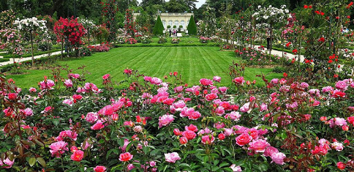 Rose Garden Wallpaper for PC - How to Install on Windows PC, Mac