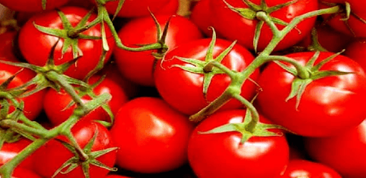 Tips Planting Tomato for PC - How to Install on Windows PC, Mac