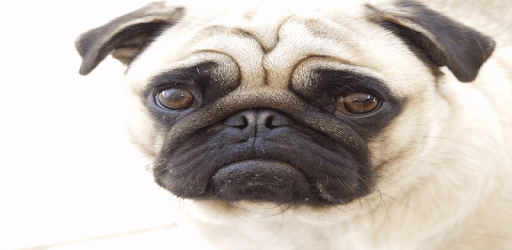 Pug Dog Wallpapers for PC - How to Install on Windows PC, Mac
