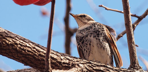 Thrush Wallpaper for PC - How to Install on Windows PC, Mac