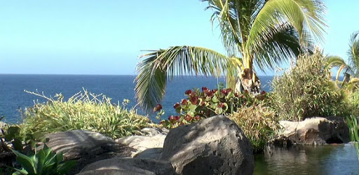 Palm tree at the seaside for PC - How to Install on Windows PC, Mac