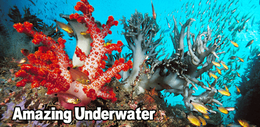 Underwater Wallpaper for PC - How to Install on Windows PC, Mac