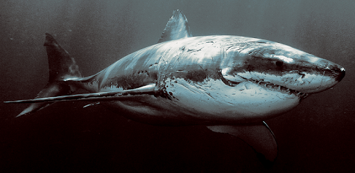 Furious Shark for PC - How to Install on Windows PC, Mac