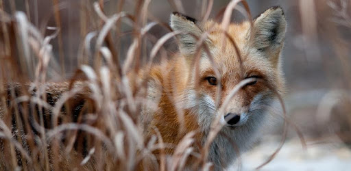 Wild Animals Themes for PC - How to Install on Windows PC, Mac