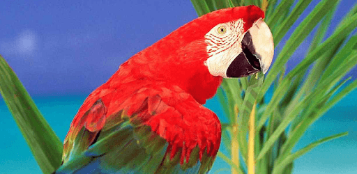 Live Bird Wallpaper for PC - How to Install on Windows PC, Mac