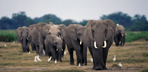 Elephant Wallpapers APK Download For Free