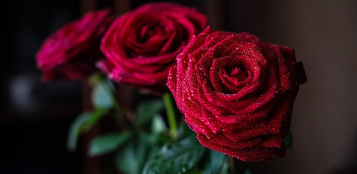 Rose Droplets Live Wallpaper for PC - How to Install on Windows PC, Mac