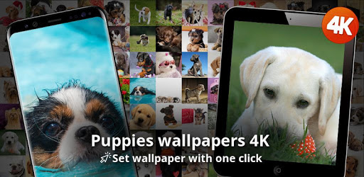 Puppies wallpapers 4K for PC - How to Install on Windows PC, Mac