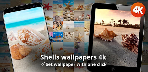 Shells wallpapers 4k for PC - How to Install on Windows PC, Mac