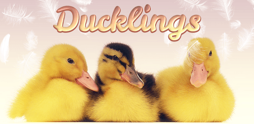 Ducklings Animated Keyboard for PC - How to Install on Windows PC, Mac
