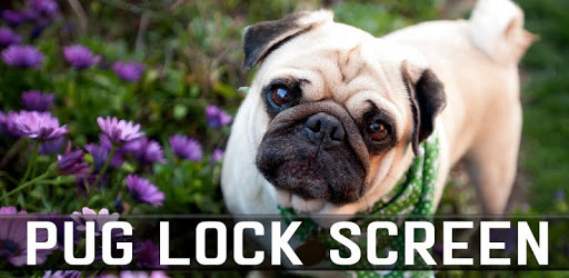 Pug Lock Screen for PC - How to Install on Windows PC, Mac