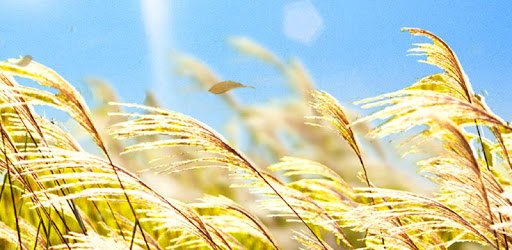 Natural Reed Live Wallpaper for PC - How to Install on Windows PC, Mac