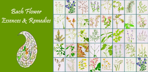 Bach Flower Essence & Remedies for PC - How to Install on Windows PC, Mac