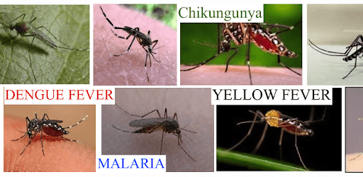 Mosquito Type and Diseases for PC - How to Install on Windows PC, Mac