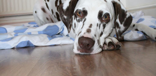 Dalmatian Dogs for PC - How to Install on Windows PC, Mac